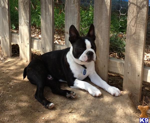 AKC Boston CH sired Black/white stud service 14 Years old