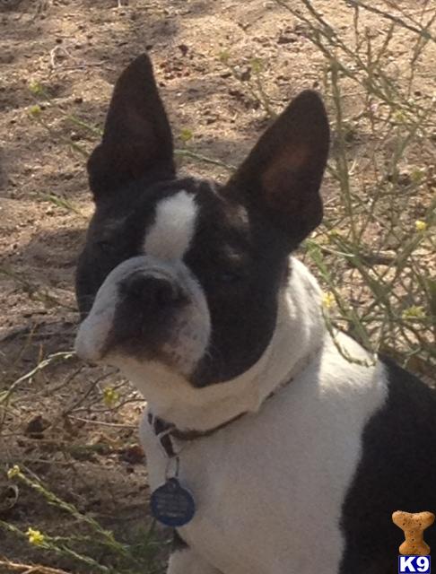 AKC Boston CH sired Black/white stud service 14 Years old