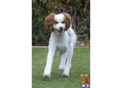 Poodle Stud Services - Toy, Standard & Miniature Poodle Studs