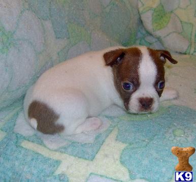 Carter - Gorgeous Red Splash Boston Terrier Boy