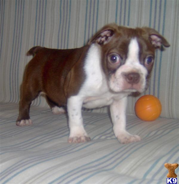 Tito - Adorable Red Boston Terrier Boy
