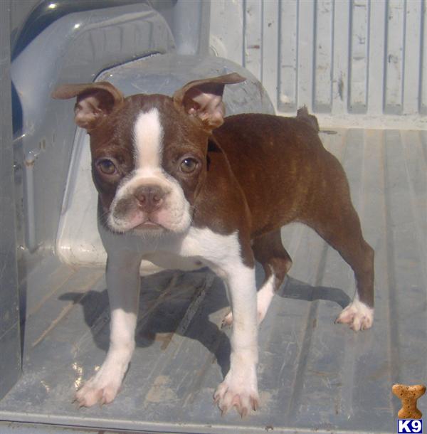 Alana - Adorable Red Boston Terrier Girl