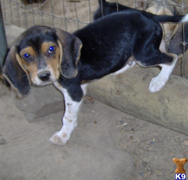 Digger - Adorable Tri Color Beagle Boy