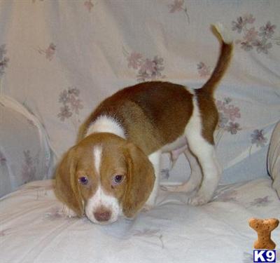 Chex - Adorable Tri Chocolate Beagle Boy
