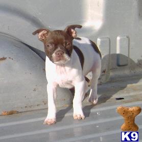 Tony - Gorgeous Red/White Splash Boston Terrier Bo