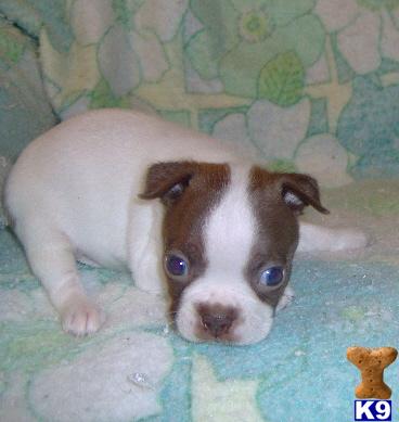 Carter - Adorable Red Splash Boston Terrier Boy