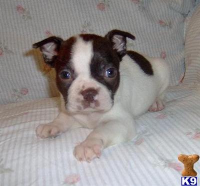 Sheena - Adorable Red Splash Boston Terrier Girl