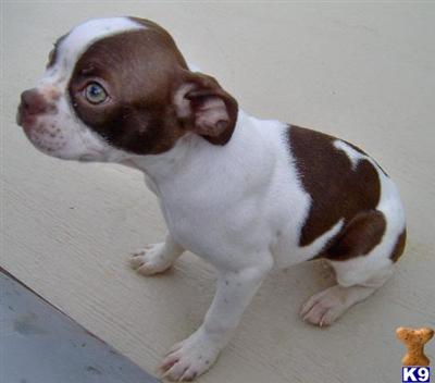 Boston Terrier Puppy for Sale: Shay - Adorable Red Splash Boston Girl ...