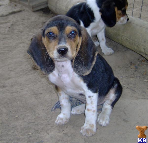 Digger - Adorable Tri Color Beagle Boy