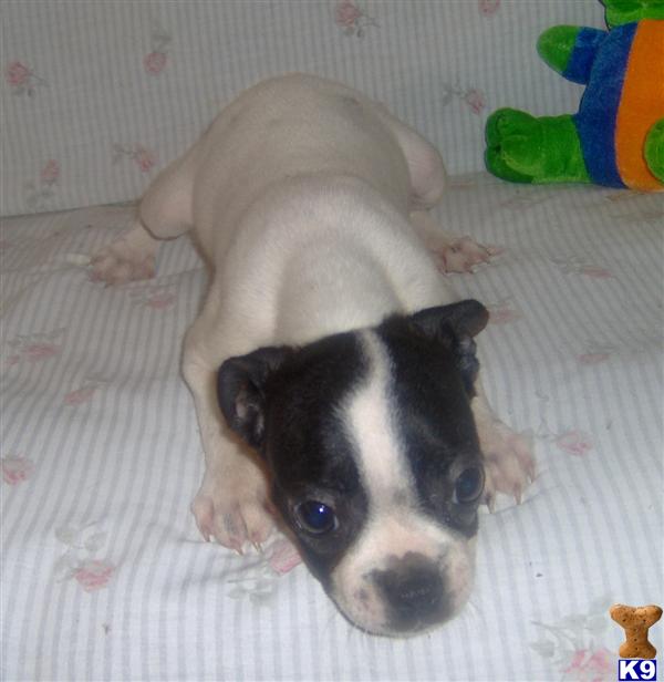 Kresta - Adorable Black Splash Boston Terrier Girl