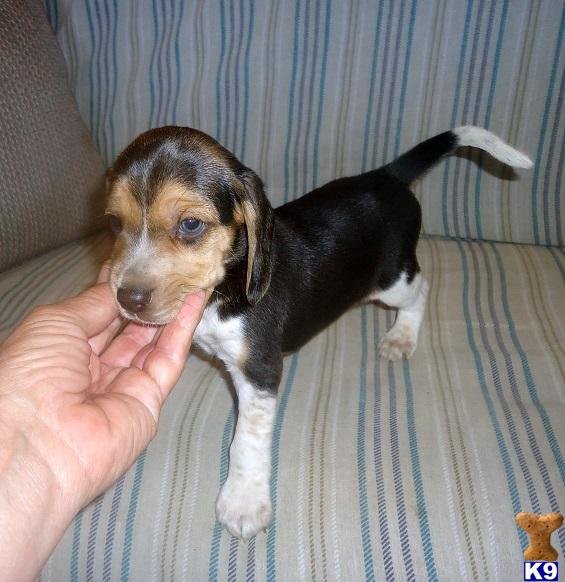 Cedric - Adorable Tri Color Beagle Boy