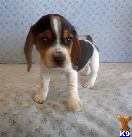 Shiloh - Adorable Little Tri Color Beagle Boy