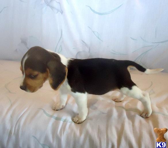 Mayson - Adorable Tri Color Beagle Boy