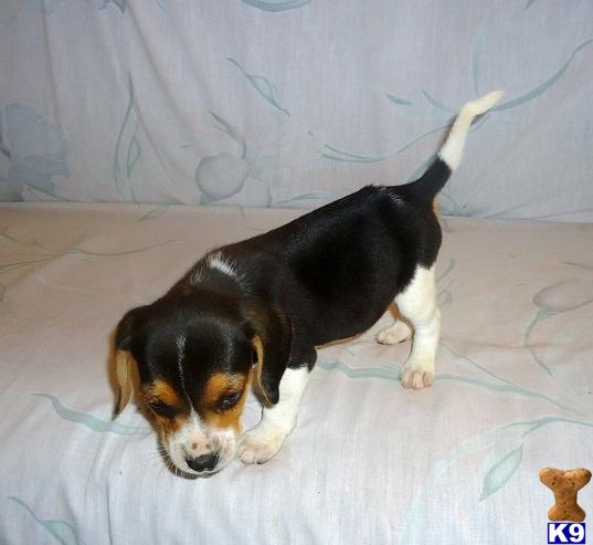 Smokey - Adorable Tri Color Beagle Boy