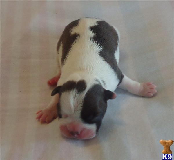 Stormy - Gorgeous Brindle White Splash Boston Terr