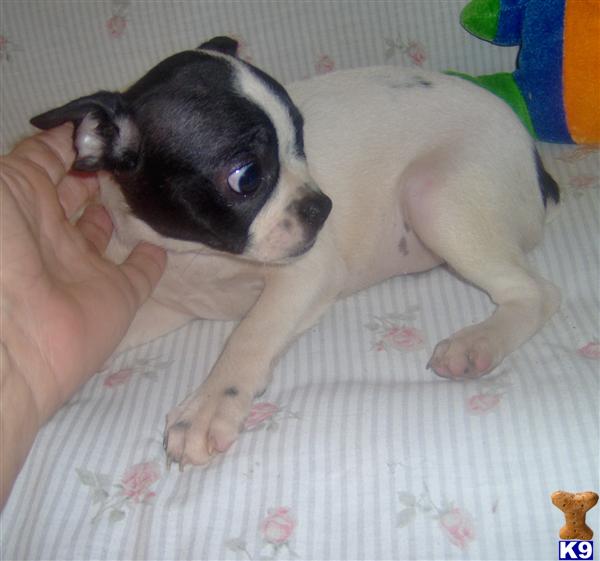 Kresta - Adorable Black Splash Boston Terrier Girl