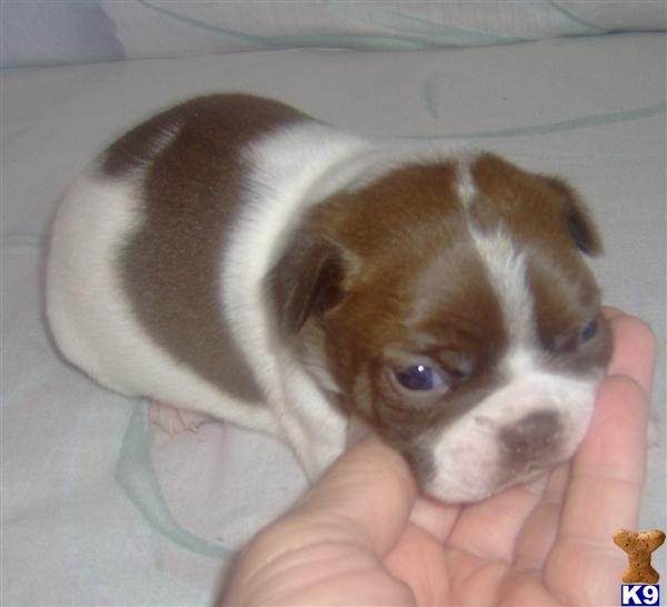 Rory - Adorable Red Splash Boston Terrier Boy