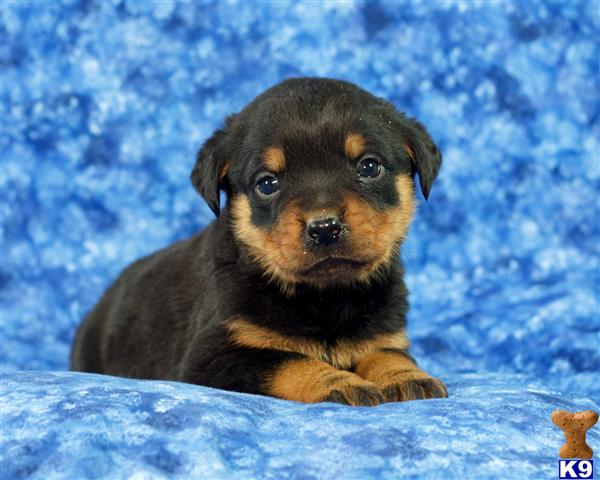 Rottweiler Puppy for Sale: Tommy, Male $800 Shipping Available 10 Years old