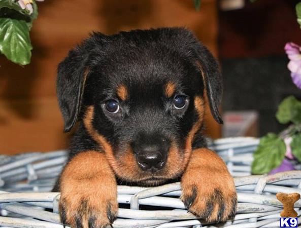 Rottweiler Puppy for Sale: Nisvrsg Rottweiler Puppies For Sale Text US ...