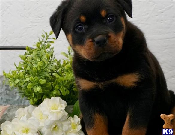 Wguidhdx Rottweiler Puppies For Sale Text US at 7