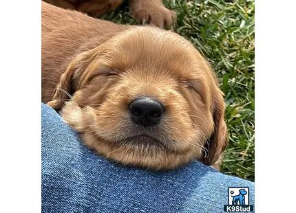 Females Looking for Stud - Connect for Responsible Breeding | K9Stud