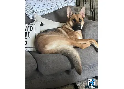 Females Looking for Stud - Connect for Responsible Breeding | K9Stud