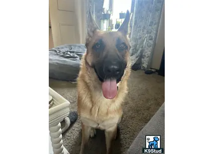 Females Looking for Stud - Connect for Responsible Breeding | K9Stud