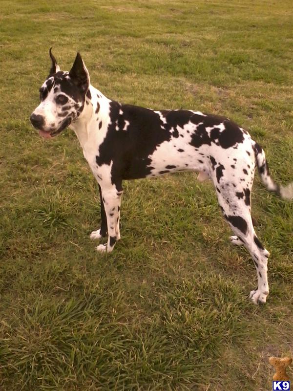 AKC Harlequin Great Dane Stud 17 Years old