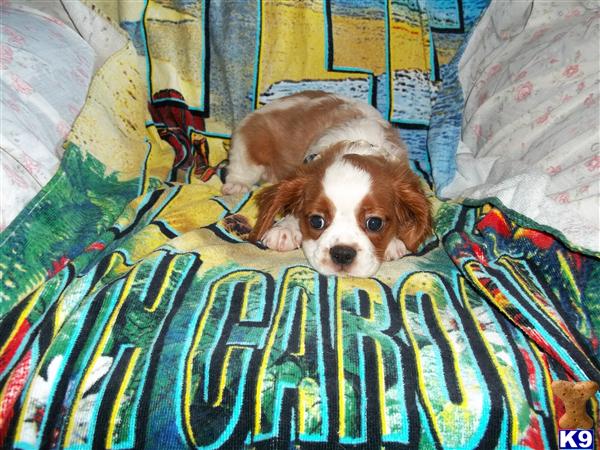 Lillee female Cava-chin