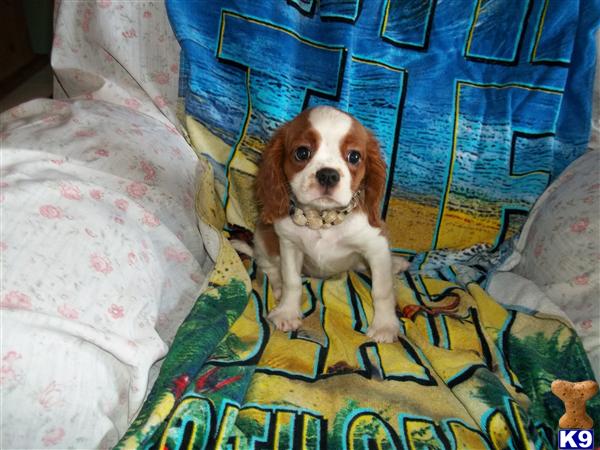 Lillee female Cava-chin