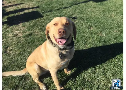 Labrador Retriever Stud Dogs - K9Stud
