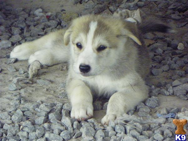 Alaskan Noble Companion Dog/ Alaskan Husky/ Wolf H