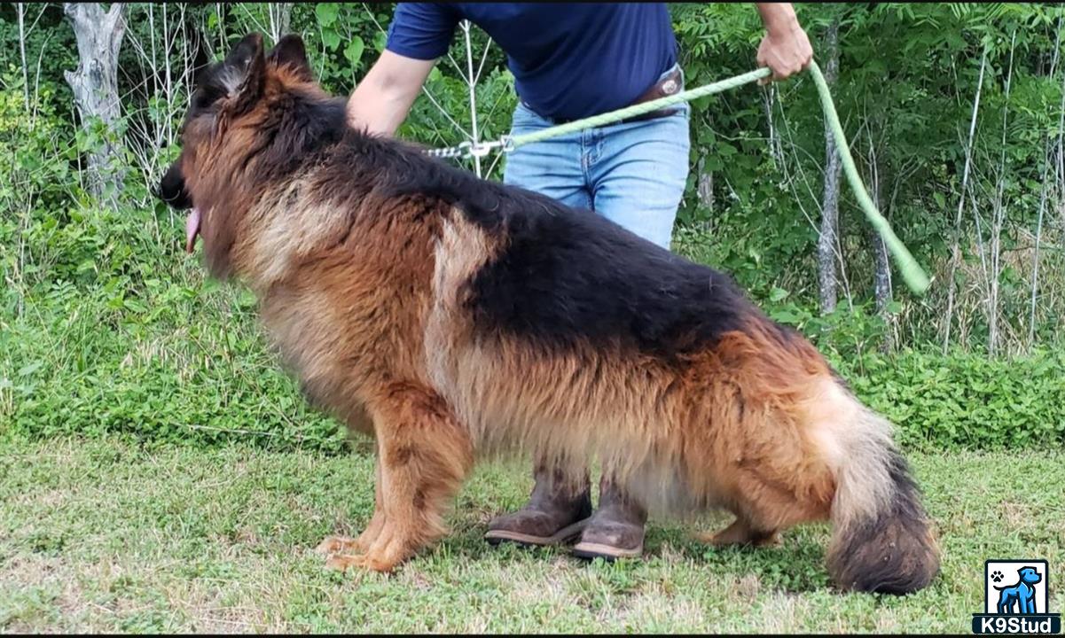 German Shepherd Stud Services | Find Elite Stud Dogs Nationwide