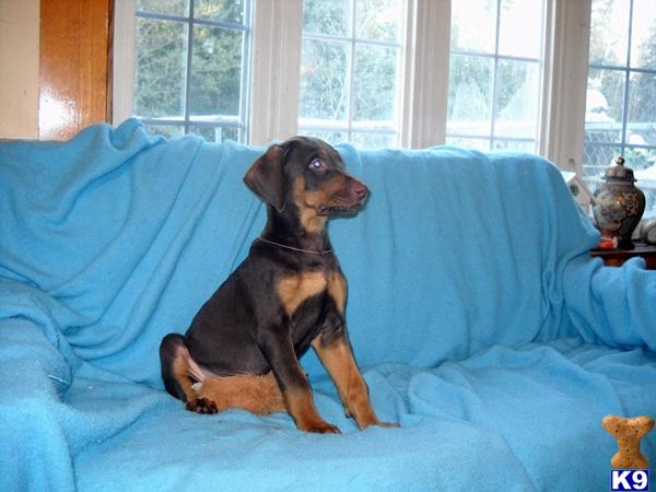 Doberdor Pups, Adorable