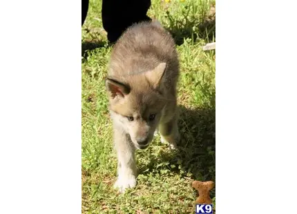 Wolf Dog Puppies for Sale - Unique and Majestic Companions | K9Stud