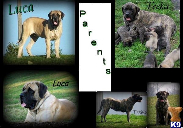Brindle and fawn english mastiff puppies