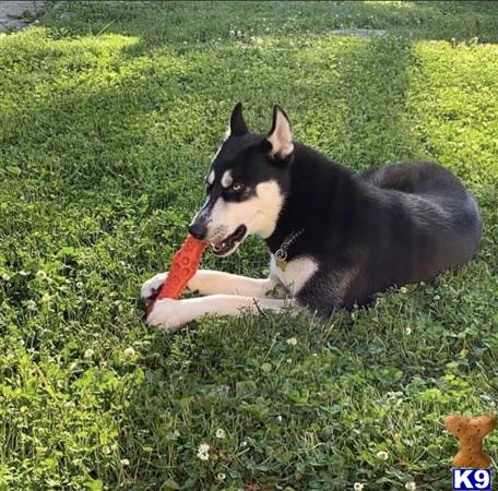 Siberian Husky Stud Dog: Draco 4 Years old