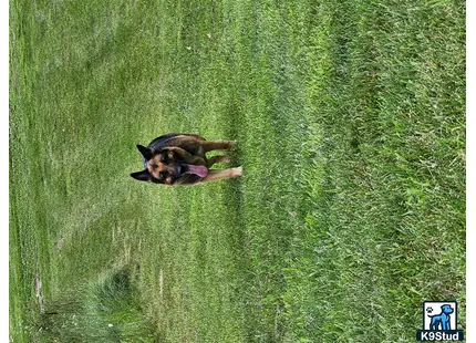 Females Looking for Stud - Connect for Responsible Breeding | K9Stud