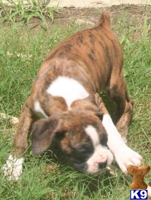Boxer Puppy for Sale: AKC Flashy Brindle Male
