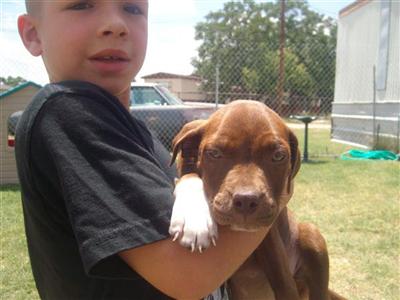 APBA Pit Bull Puppies