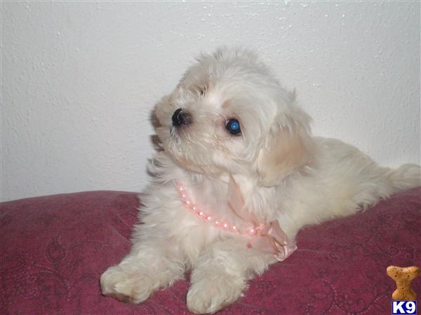 AKC Tiny Maltese Boy