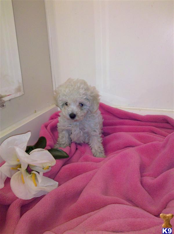 Tiny Toy White Poodle Boy