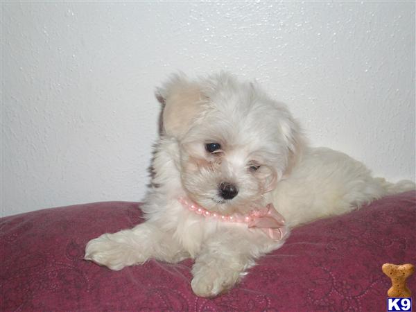 AKC Tiny Maltese Boy