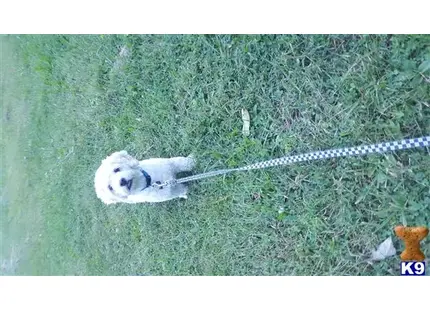 Cockapoos Stud Dogs - K9Stud