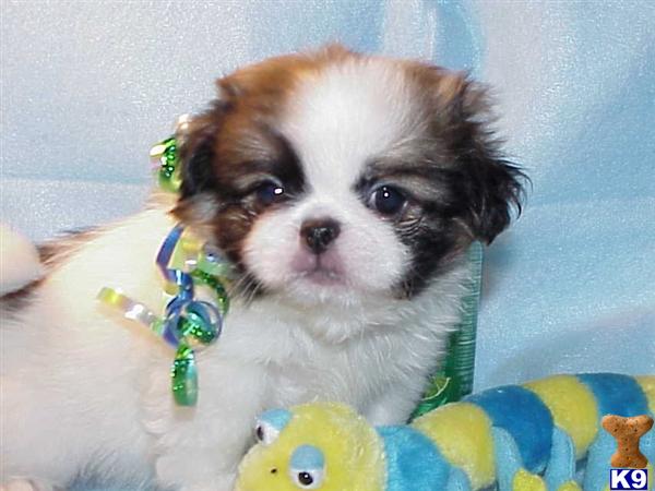 Beautiful Pekingese TIny Toy Party Male FREE SHIP