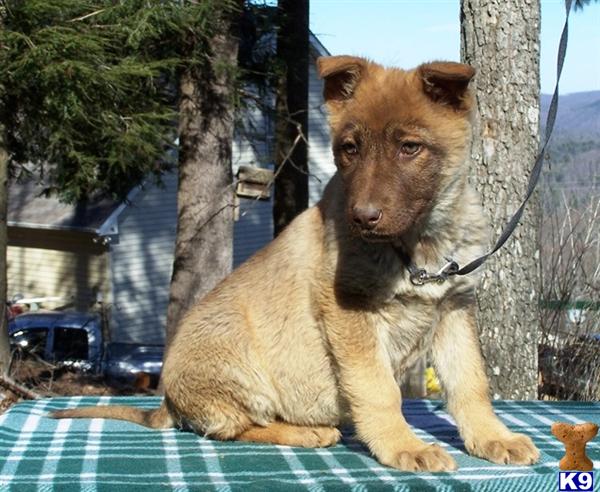 AKC Stunning Chocolate liver girls ready for a fam
