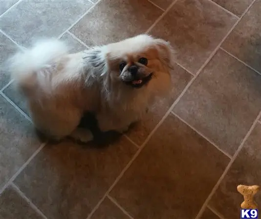 Pekingese Stud Dog: AKC Tri Color Pekingese 14 Years old