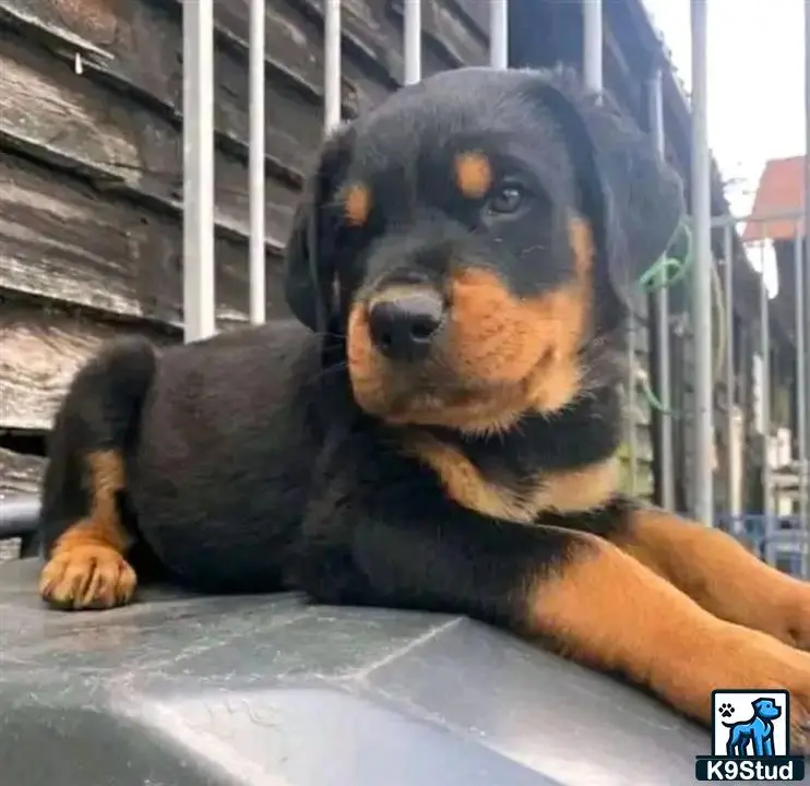Adorable Rottweiler Puppies for sale text me At