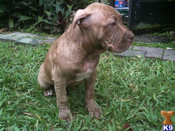 ADBA Registered Purebred American Pit Bull Puppy