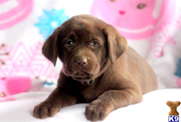 Buttercup - Chocolate Lab Female
